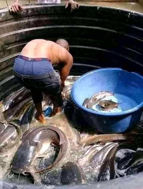 catfish-training – Wsmartr Stores